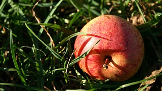 20 interessante Fakten über ein deutsches Lieblingsobst: Den Apfel