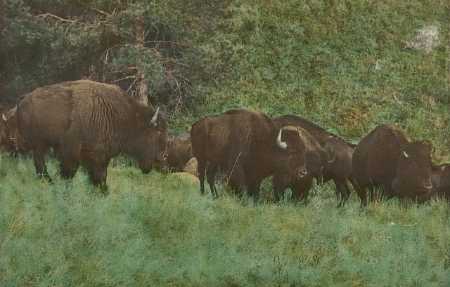 Bisons - Amerikanische Wildrinder