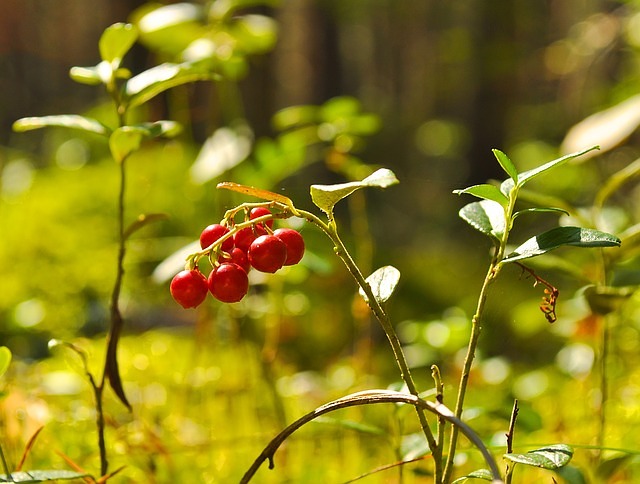 Ist Cranberry - Preiselbeere - Moosbeere - alles das Gleiche?