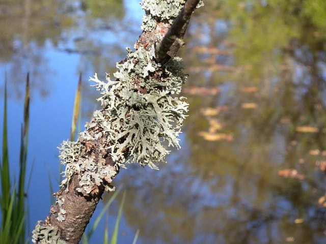 Flechten sind Pilz und Alge zugleich