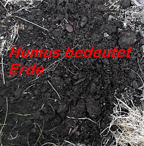 Wie entsteht Humus?