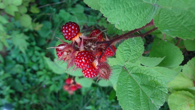 Japanische Weinbeere, Rotborstige Himbeere - eine tolle Beere für den ...