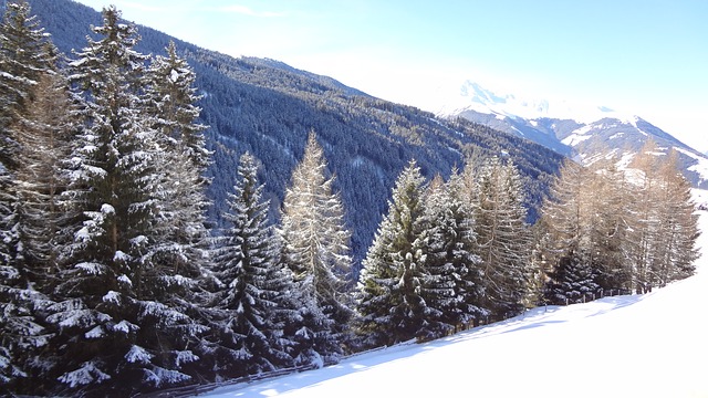 13 Fakten zur Fichte