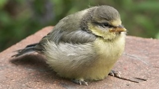 Vogelbaby gefunden – was tun?