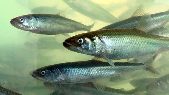 Der diesjährige frische Stint ist da