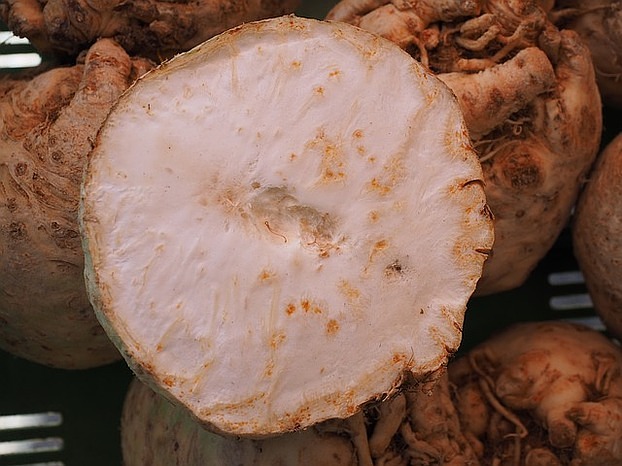 Wie ernte ich schönen Sellerie im eigenen Garten?